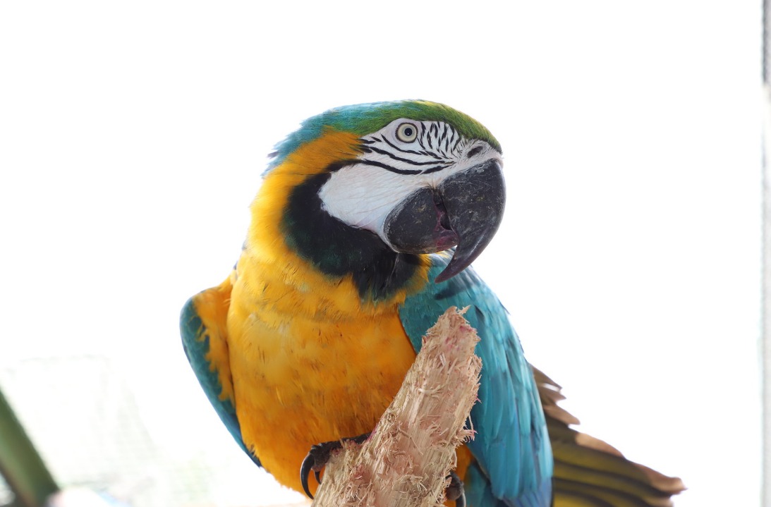 Conheça o trabalho do Cetas e sua honrosa missão de preservar a fauna ...